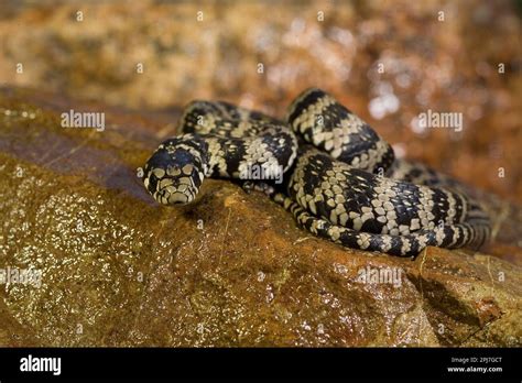 Natrice Natrix Cettii Monte Limbara Berchidda Olbia Tempio