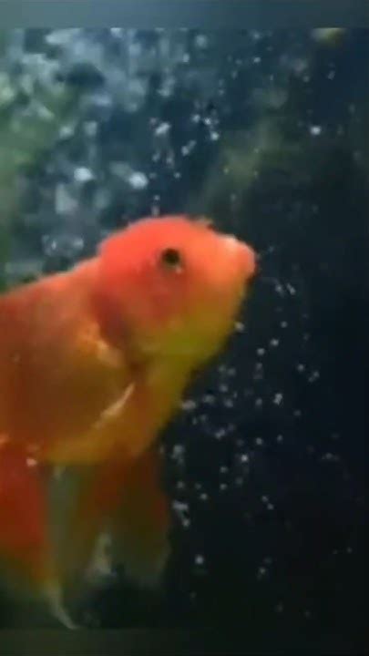 سال نو مبارک بهار نو، امید نو سالی پر از عشق و آرامش براتون آرزو دارم Youtube