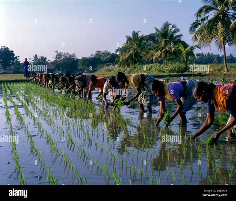 Female Workers At Rice Paddy Seedlings Transplanting The Rice Field At