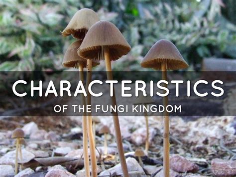 Fungi Characteristics By Taylorjmason