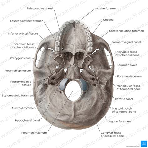 Floor Of The Cranial Labeled Diagram