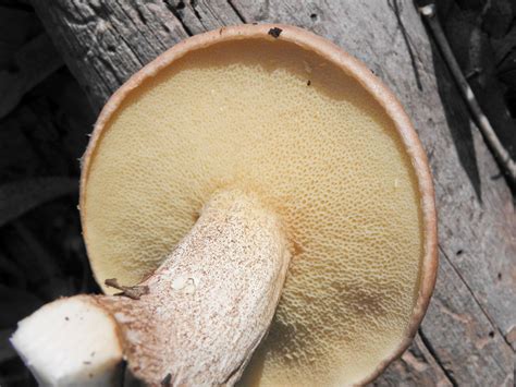 Белый гриб вид снизу 74 фото