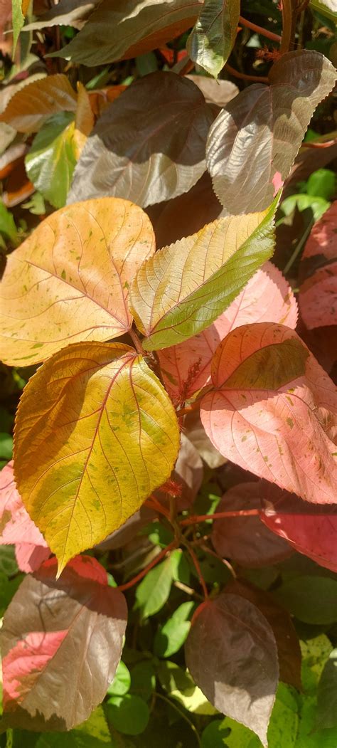 Acalypha Red Chennais No1 Online Plant Store Indoor Plants Pots Seeds And Gardening