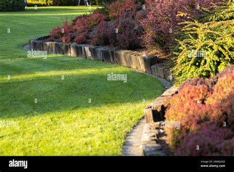 Yellowed Hedge Leaves And Green Low Cut Grass Separated By A Curb Stock
