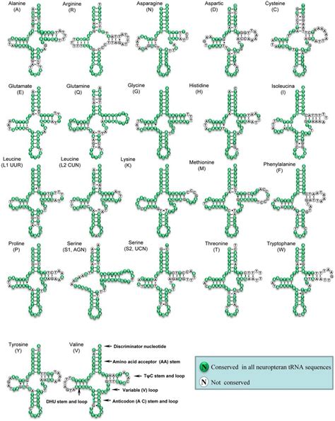 Inferred Secondary Structure Of 22 TRNAs Of T Langii Mt Genome 22