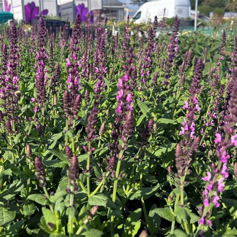 Salvia Nemorosa Sensation Compact Bright Rose L Coolings Garden Centre