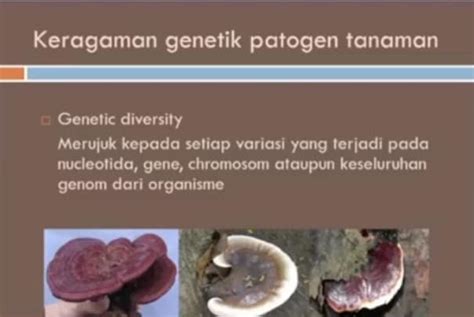 Contoh Jamur Ganoderma Agen Pupuk Kelapa Sawit Bengkulu Facebook