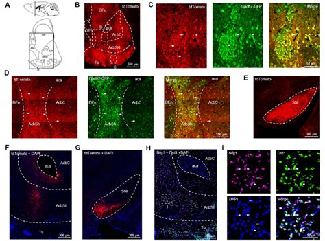 Expression Pattern Of Nrg1 In The Striatum A Diagram Of Mouse Brain