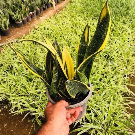 خرید و قیمت سانسوریا گلد فلیم تکی سایز 4 از غرفه گلسرای آنلاین