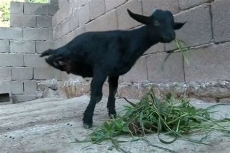 Check Out Wonder Goat Born With No Hind Legs