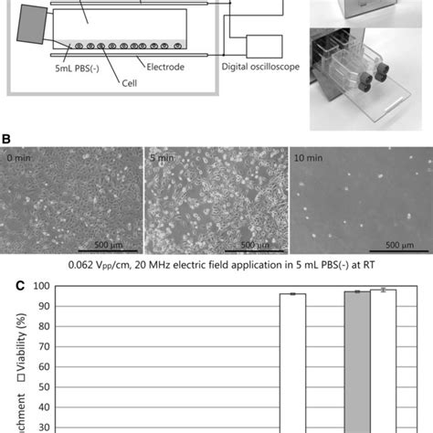 Vertical And Lateral Alternating Electric Field Application Induced