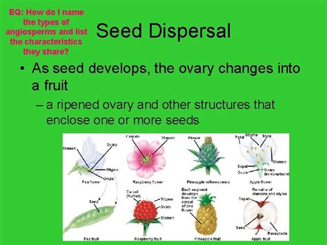 Angiosperms Eq How Do I Name The Types