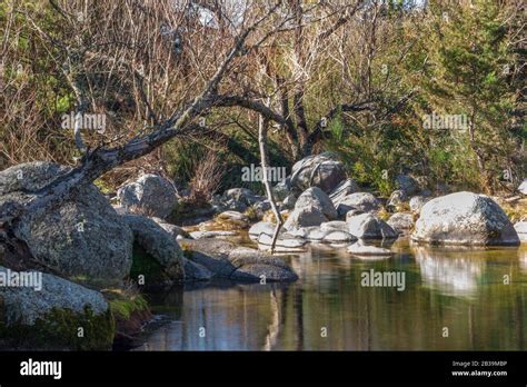 A River With Some Trees And A Broken Branch Vertically Standing And Holding A Tree Stock Photo