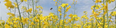 Grass And Broadleaf Weed Control Rubisco Seeds