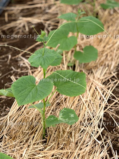 畑に植えたキュウリの苗の写真素材 228687520 イメージマート