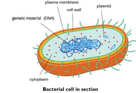 Prokaryotic Cell Under Light Microscope