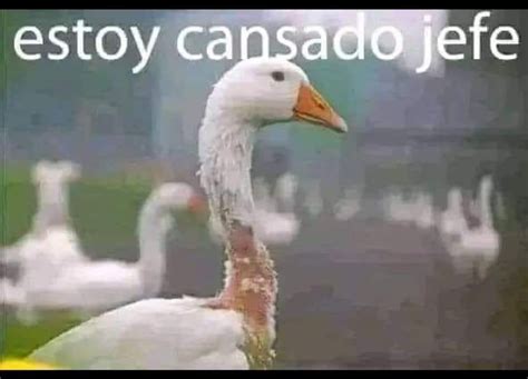 La Colaboración Del Año😱 Spiterman Acapulco Cotidiano