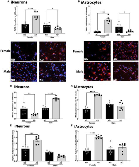 Cell Type And Sex Specific Mitochondrial Phenotypes In Ipsc Derived Models Of Alzheimers