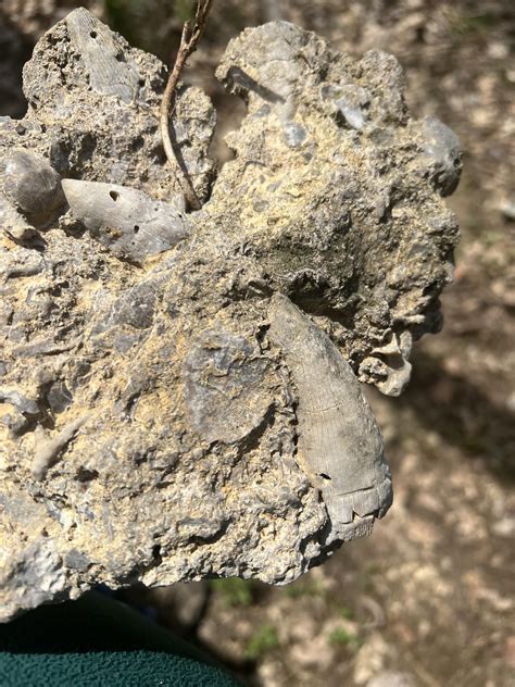 Fossil Found In Kentucky Is This A Tooth Or Sea Life R Fossilhunting