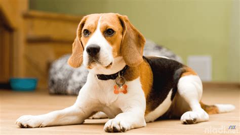 Jenis Anjing Terkenal Di Dunia Lengkap Dengan Ciri Fisik Dan Karakternya Niadi Net