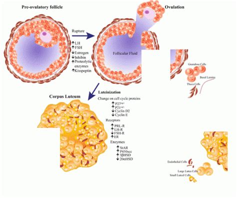 What Is The Difference Between Graafian Follicle And Corpus Luteum