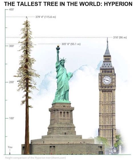 sequoia tree height