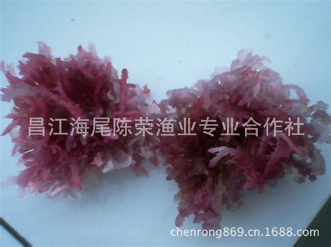 石花菜长啥样图片 石花菜图片 凉拌石花菜图片 大山谷图库
