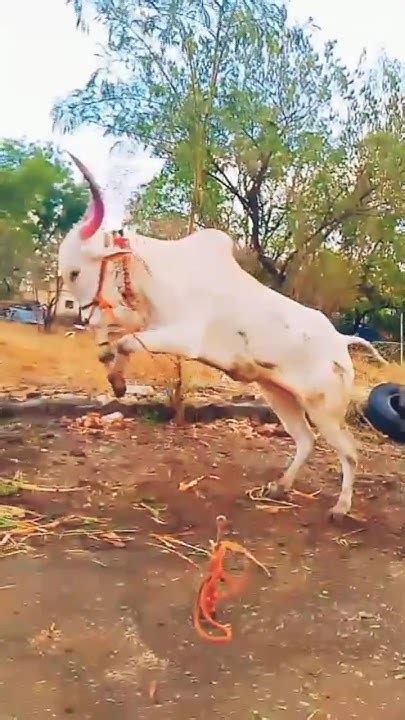👑 Sundar 🔥 Naad Ekach Bailgada Sharyat Shorts Viral Trending Youtube