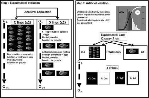 Experimental Evidence For The Negative Effects Of Self Fertilization On The Adaptive Potential