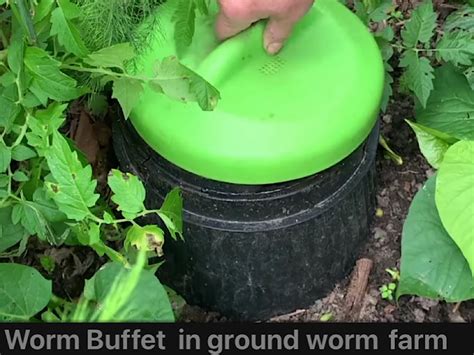 How To Make An In Ground Worm Farm Gardening With Angus