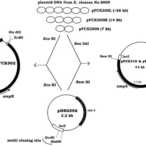 Construction Of Recombinant Plasmids Download Scientific Diagram