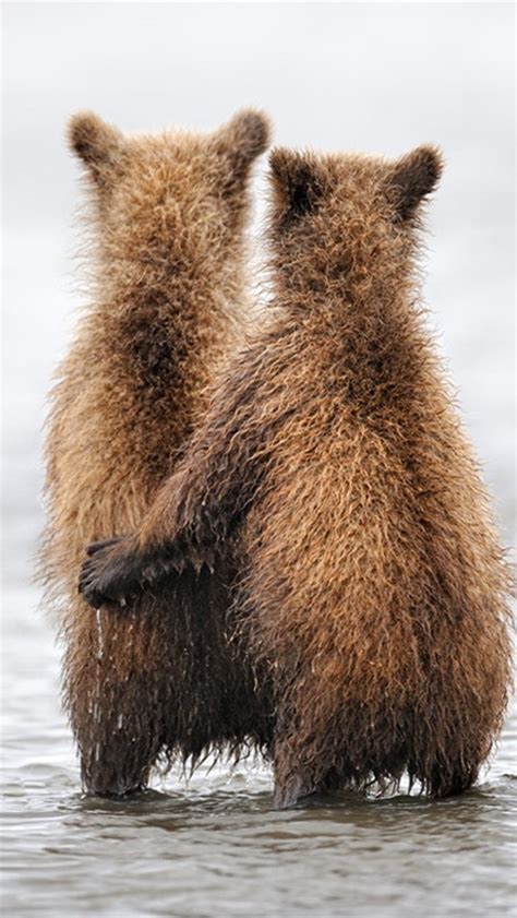 Wallpaper Two Cute Bear 1920x1200 Picture Image