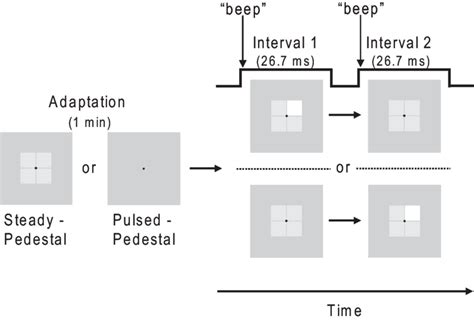 Schematic Representation Of A Trial Illustrating Stimulus Download