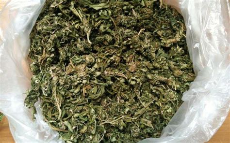 Police Seize More Than Two Kilos Of Cannabis Arrest Two Suspects