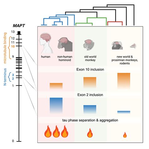 Lineage Specific Splicing Regulation Of Mapt Gene In The Primate Brain Cell Genomics
