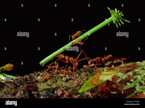Leafcutter Ant Atta Cephalotes Workers Carrying Leaves To Nest