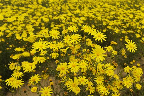 Kuna Al Nowair Les Fleurs Jaunes Dorées Ornent Le Koweït