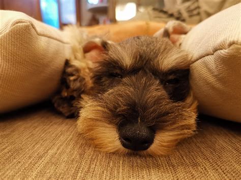 在東港的雪納瑞乖乖咩咩 擦手巾就這樣變成枕頭😂😂 雪納瑞 迷你雪納瑞 Facebook