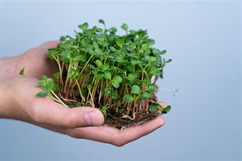 마이크로그린을 손에 들고 있다 우유 엉 겅 퀴와 무 발아 콩나물 도시 원예 유기농 비건 식품 유용한 비타민 집에서 성장 잎