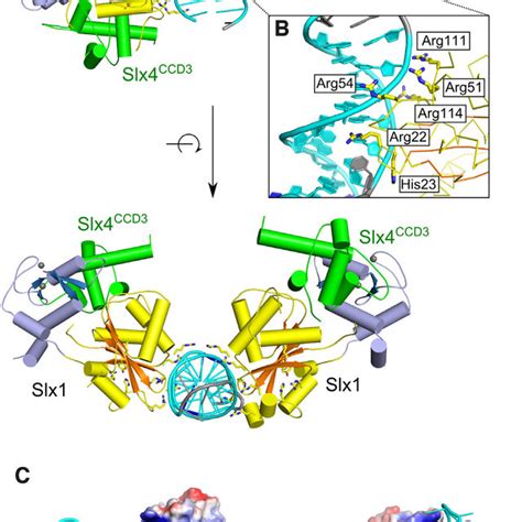 Structural Differences At The New Dna Binding Interface Between Apo And