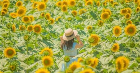 愛知に行くならここに行け！！定番から穴場まで！2泊3日で日本の夏を満喫できる愛知観光のモデルコース！ 日本の観光メディアmatcha