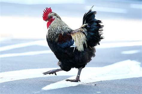 Rooster Crowing Peter
