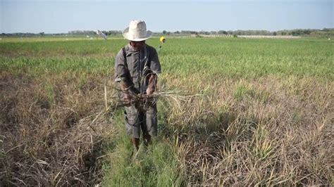 Serangan Hama Wereng Ratusan Hektare Tanaman Padi Tuban Gagal Panen