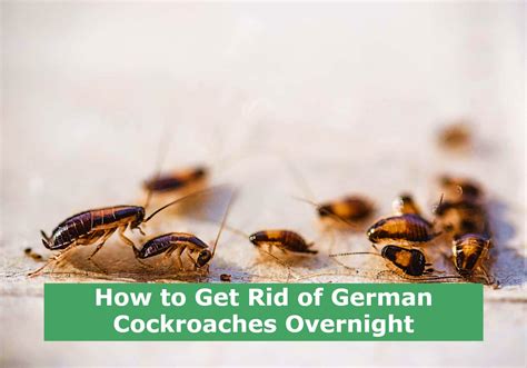 How To Get Rid Of German Cockroaches Overnight Housesforrent