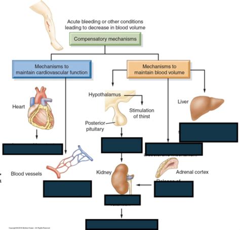 Sepsis Flashcards Quizlet