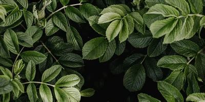 React UseMutationObserver Hook Seconds Of Code