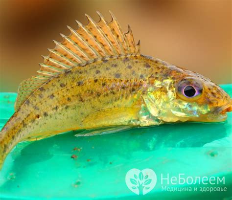 Ерш калорийность полезные свойства пищевая ценность витамины