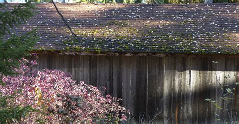 Removing Moss Algae From Your Roof