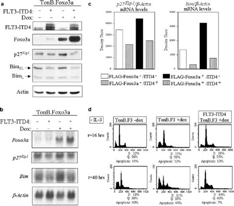 Flt3 Receptors With Internal Tandem Duplications Promote Cell Viability