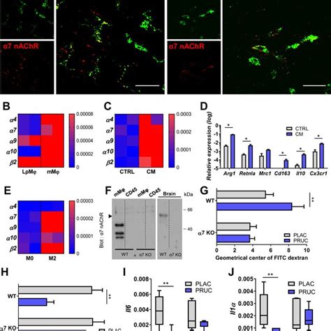 Cholinergic Enteric Neurons Modulate Resident Muscularis Macrophages